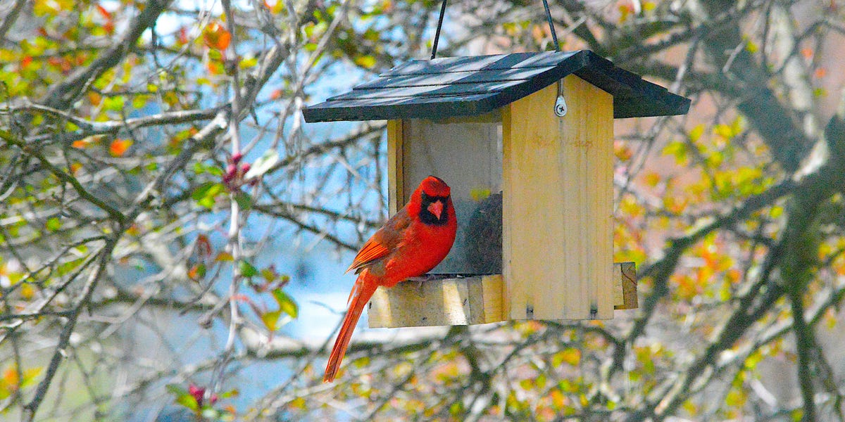 The easy way to get more cardinals in your yard (no fancy feeders needed)