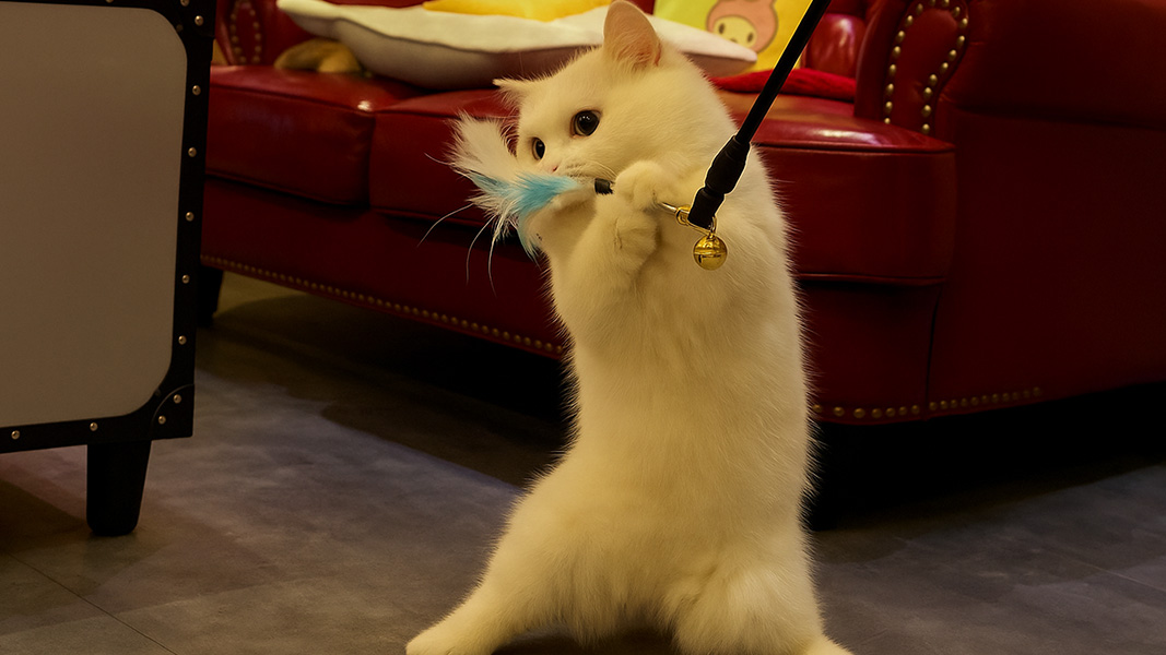 Playful cat chases feather toy