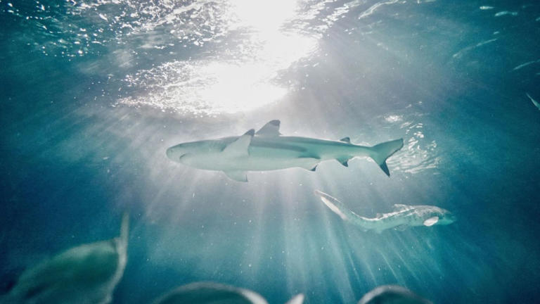 Un estudio sugiere que los tiburones de una tonelada podrían tener ...