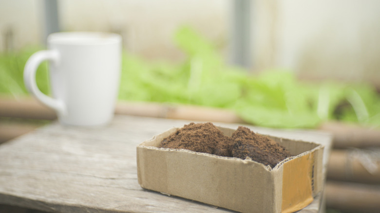 Don't throw away your coffee grounds: Use them to get rid of this ...