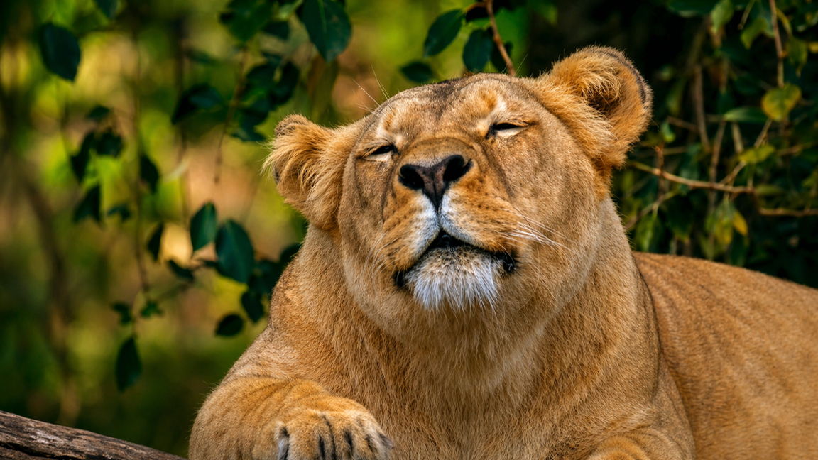 Relaxed lioness resting peacefully in natural habitat