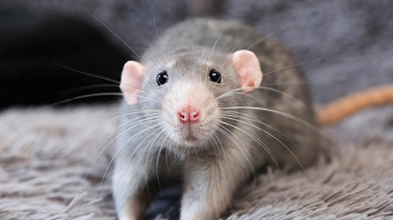 Hawaii eradicated rats. What happened next broke records