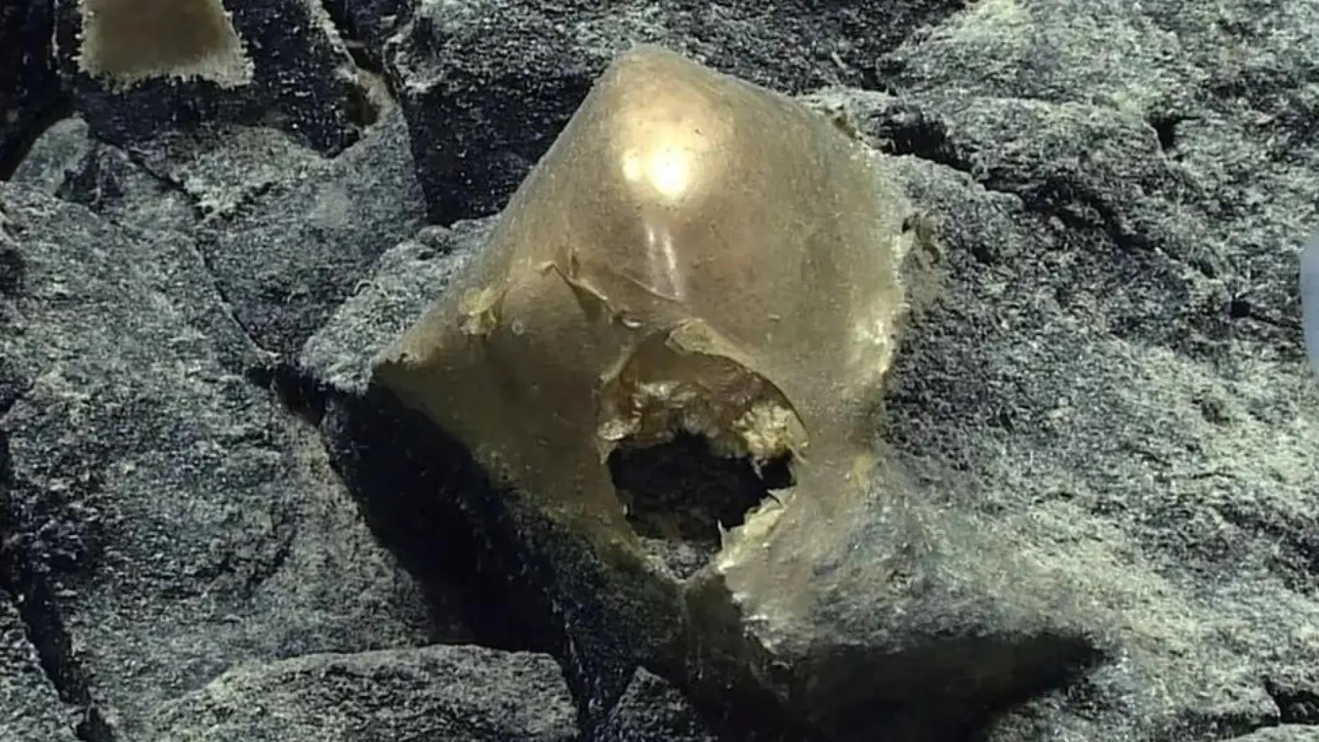 Los científicos resuelven el misterio del 'huevo de oro' encontrado a 3 ...