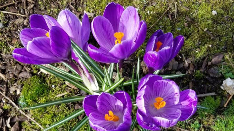 April showers bring May flowers; rain surplus meets sunny forecast