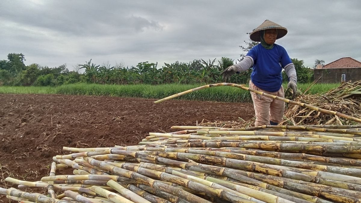 Which state is the largest producer of sugarcane in the US?