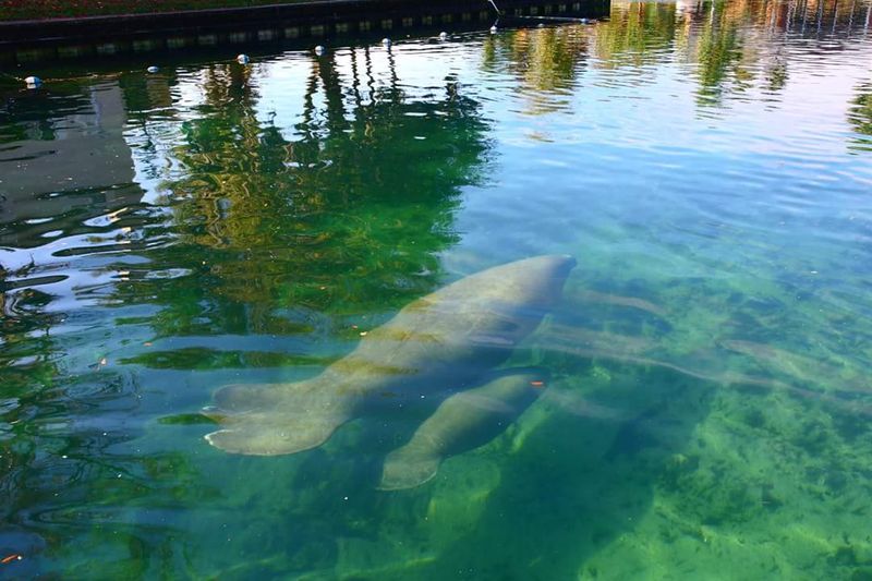 12 best places to see wildlife in Florida (up close!)