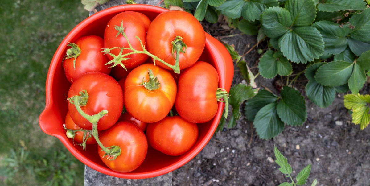 Gardening experts say these 8 mistakes can ruin your tomato harvest