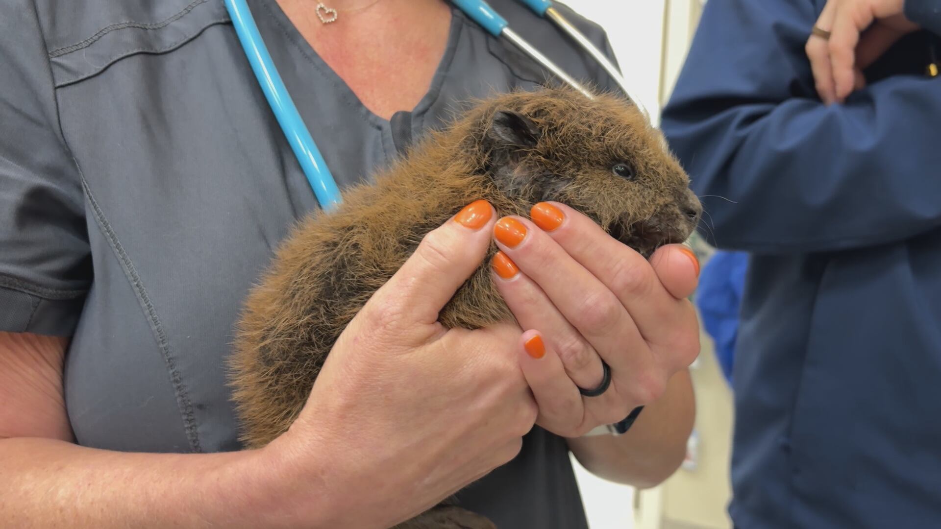 Three injured baby beavers recovering as Mississippi nonprofit expands ...