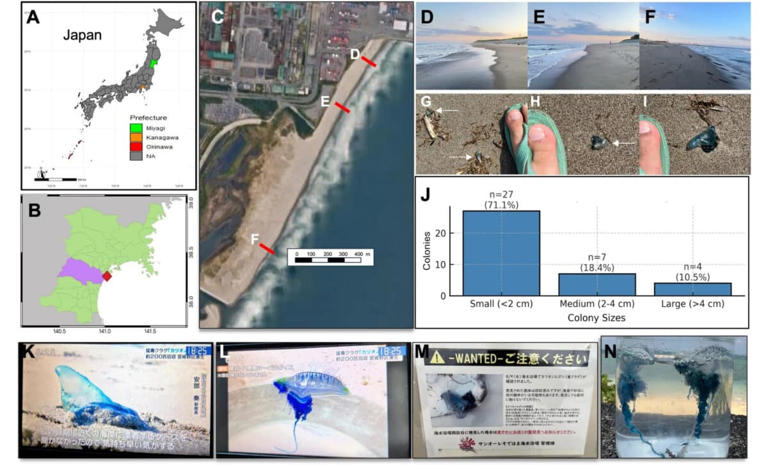 Scientists discover a deadly new sea creature spreading into waters it ...