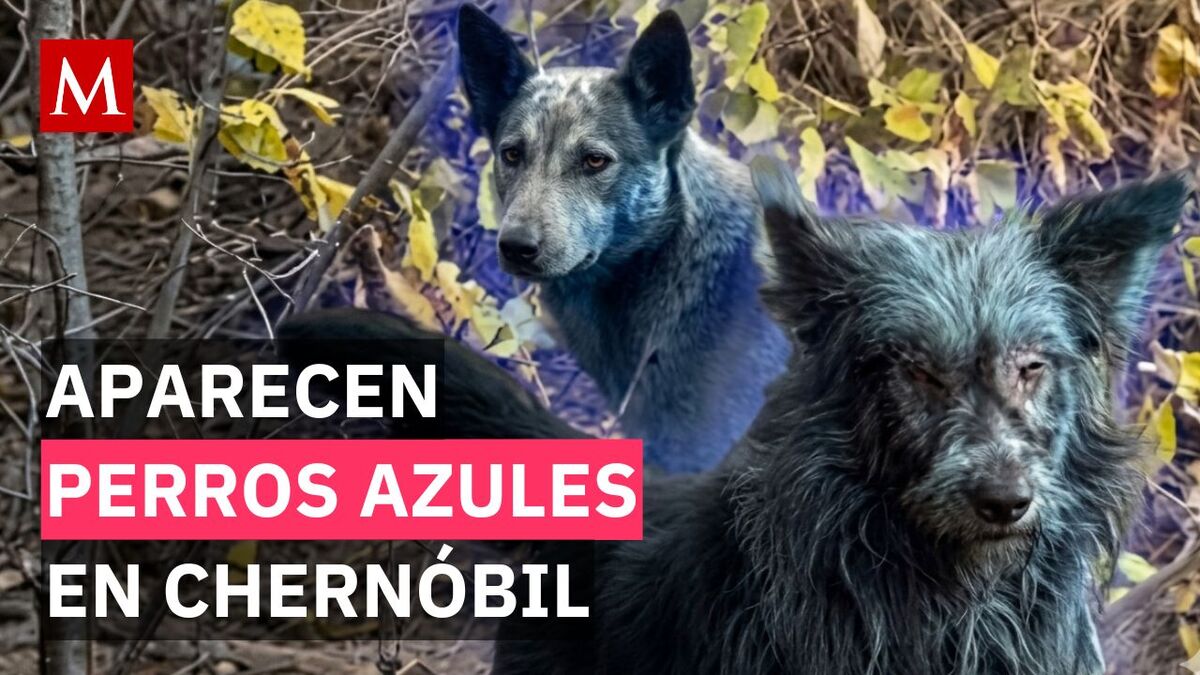 Perros azules en Chernóbil: cuidadores descubren un misterioso fenómeno ...