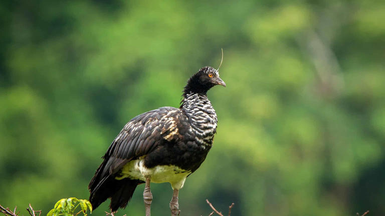 The birds with built-in weapons in their wings