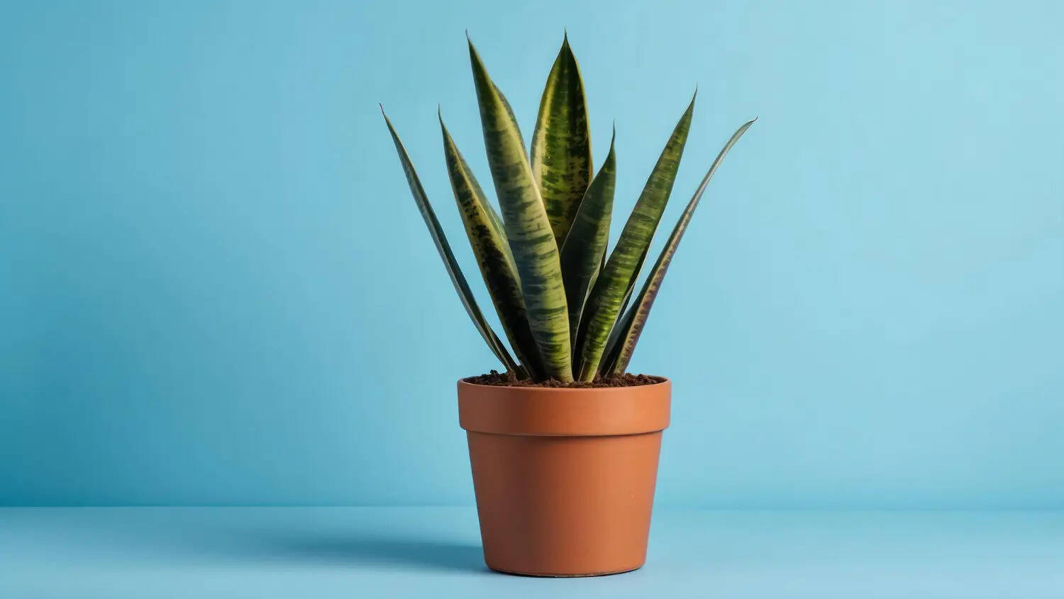 9 reasons the snake plant deserves a spot in every home this summer