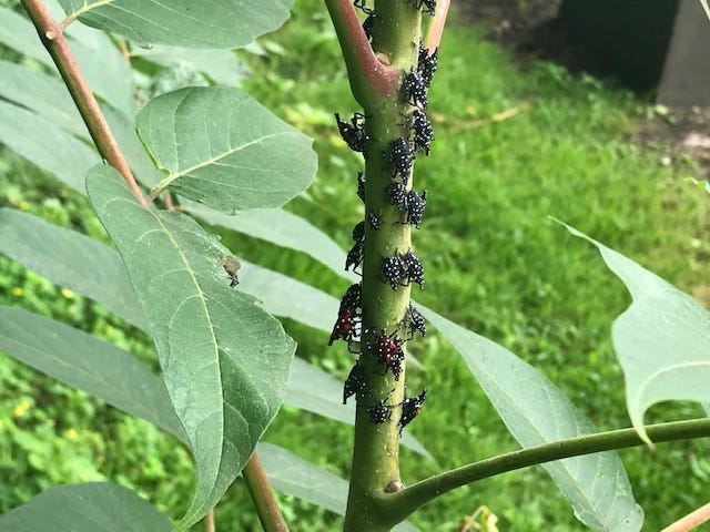 How to control the invasive spotted lanternfly in Ohio this spring