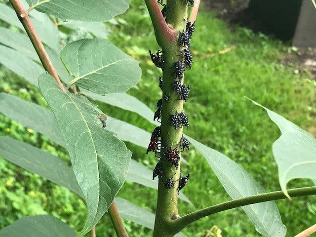 How to control the invasive spotted lanternfly in Ohio this spring