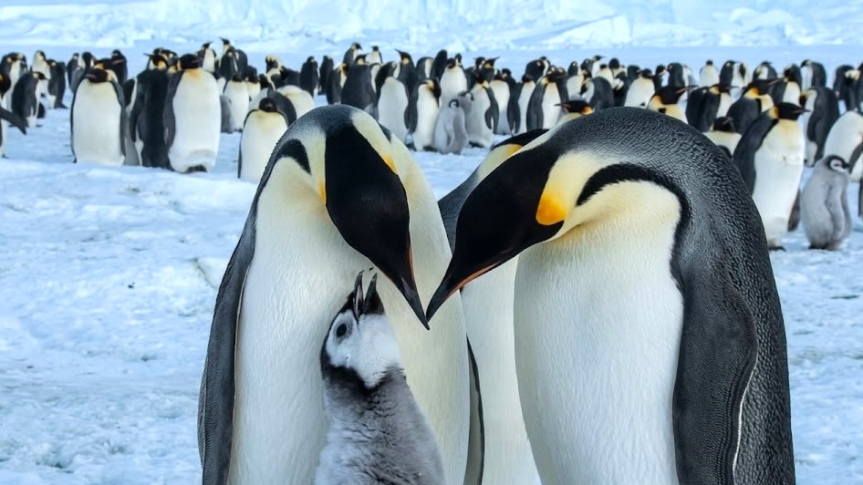 This penguin can dive 500+ meters - and breed in -50°C cold