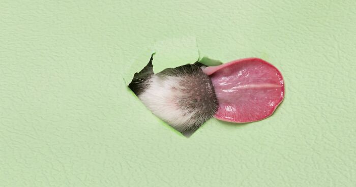 10 pics of dogs posing through torn paper in a studio