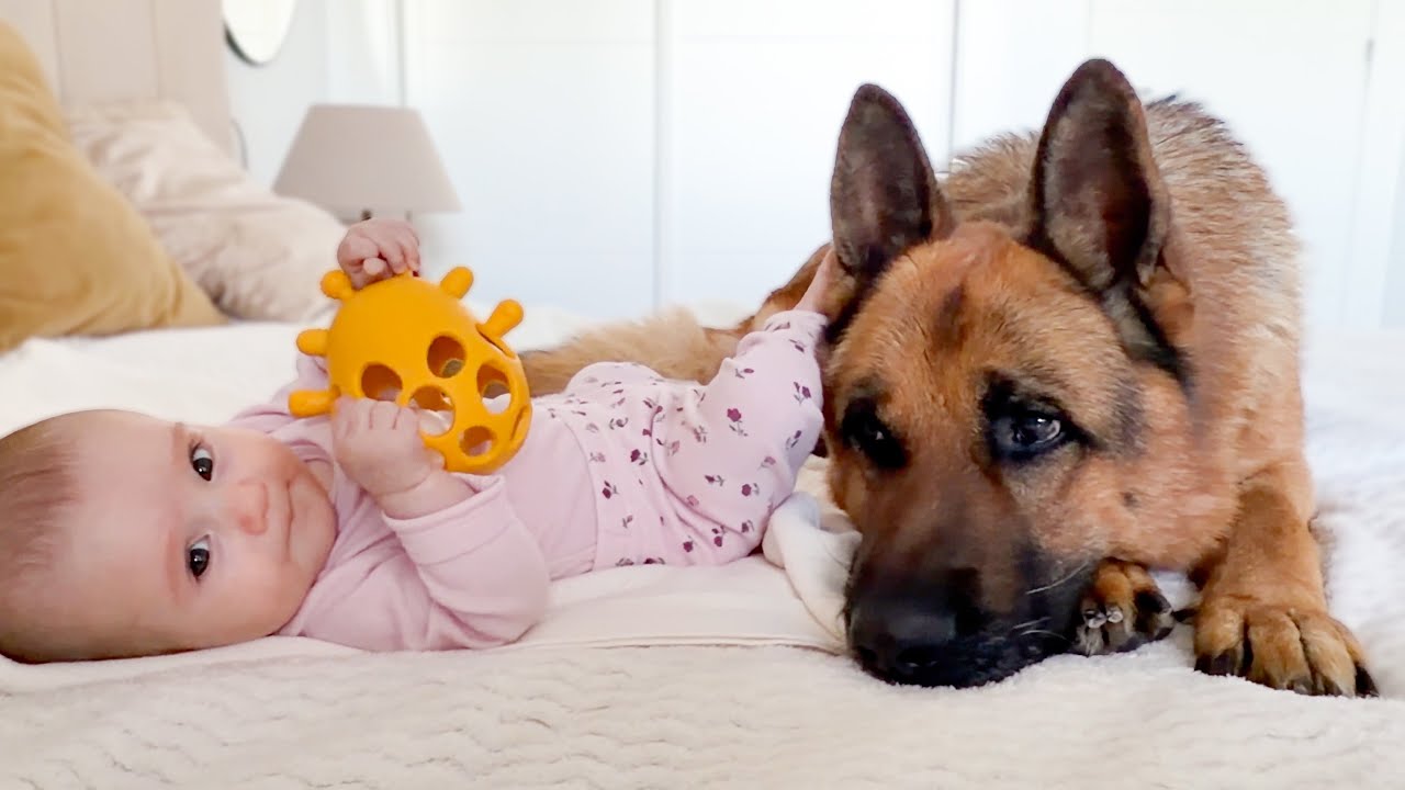 German shepherd protects the baby