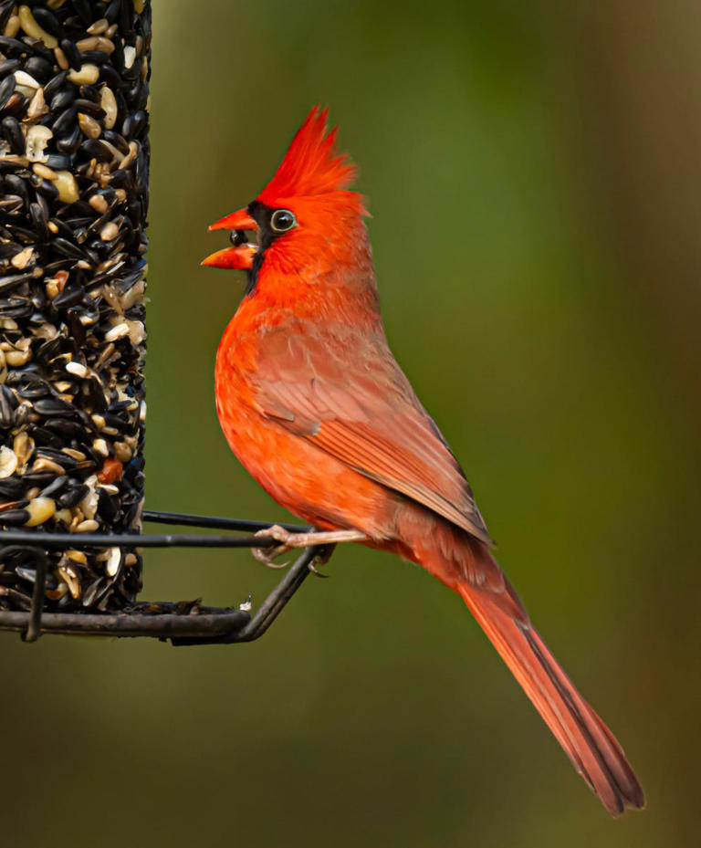 The easy way to get more cardinals in your yard (no fancy feeders needed)