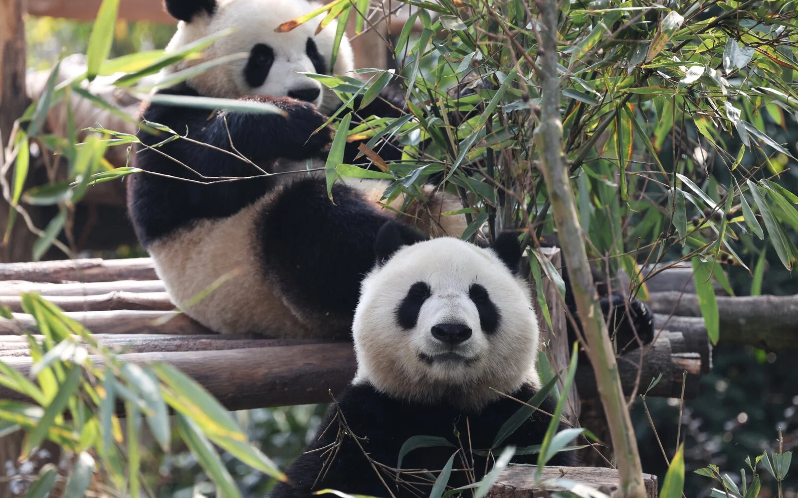 Two giant pandas head to Atlanta under 10-year conservation deal