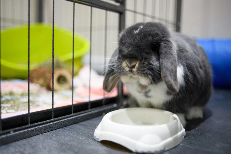 How to befriend a rabbit and win its trust, according to a vet