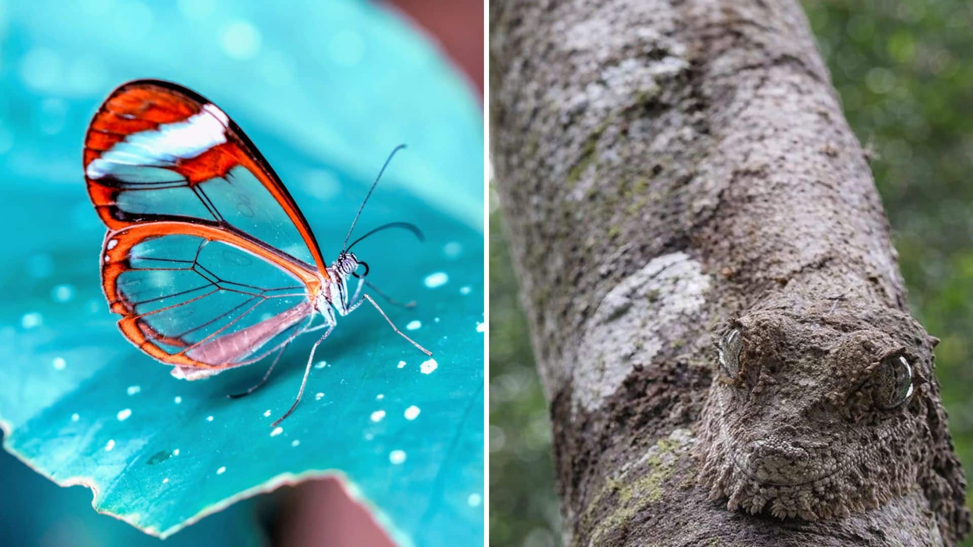 Animals that use mimicry to avoid predators