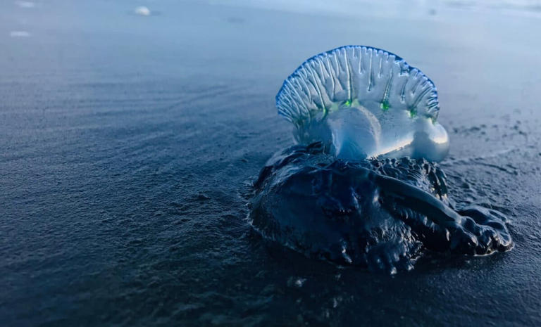 Scientists discover a deadly new sea creature spreading into waters it ...