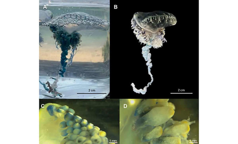 Scientists discover a deadly new sea creature spreading into waters it ...