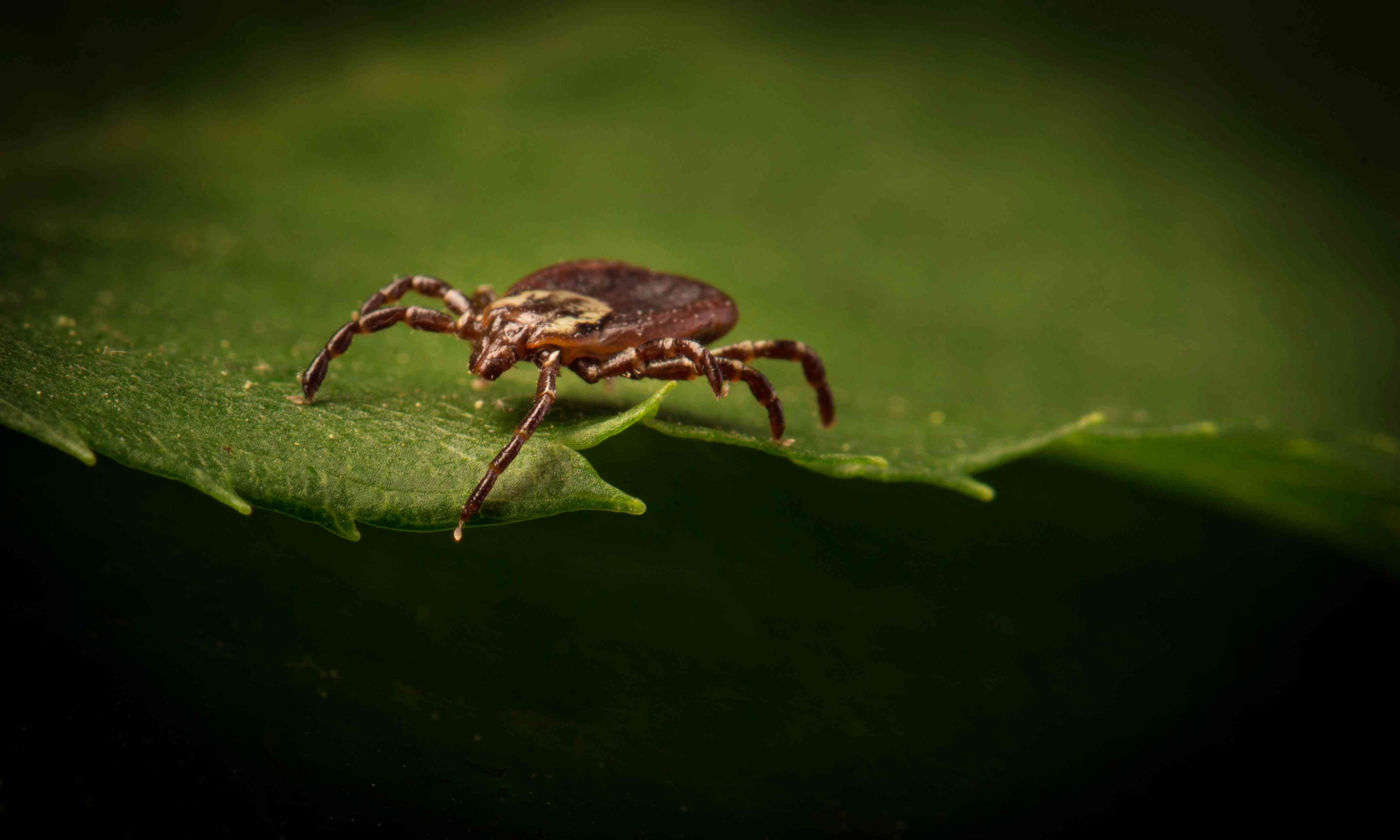 How to get rid of and prevent ticks this season