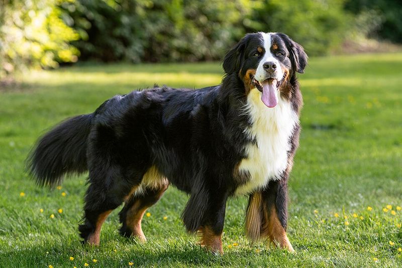 15 tri-colored dog breeds that stand out beautifully