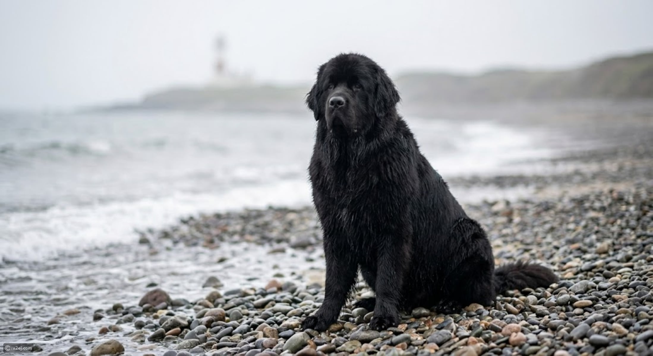 Choosing a family dog? These 10 breeds rarely disappoint