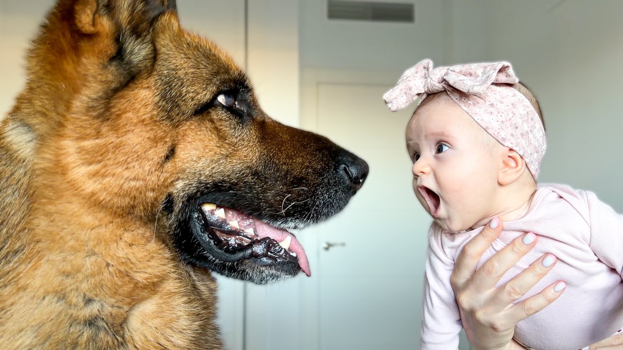 Baby meets German shepherd and gets surprised