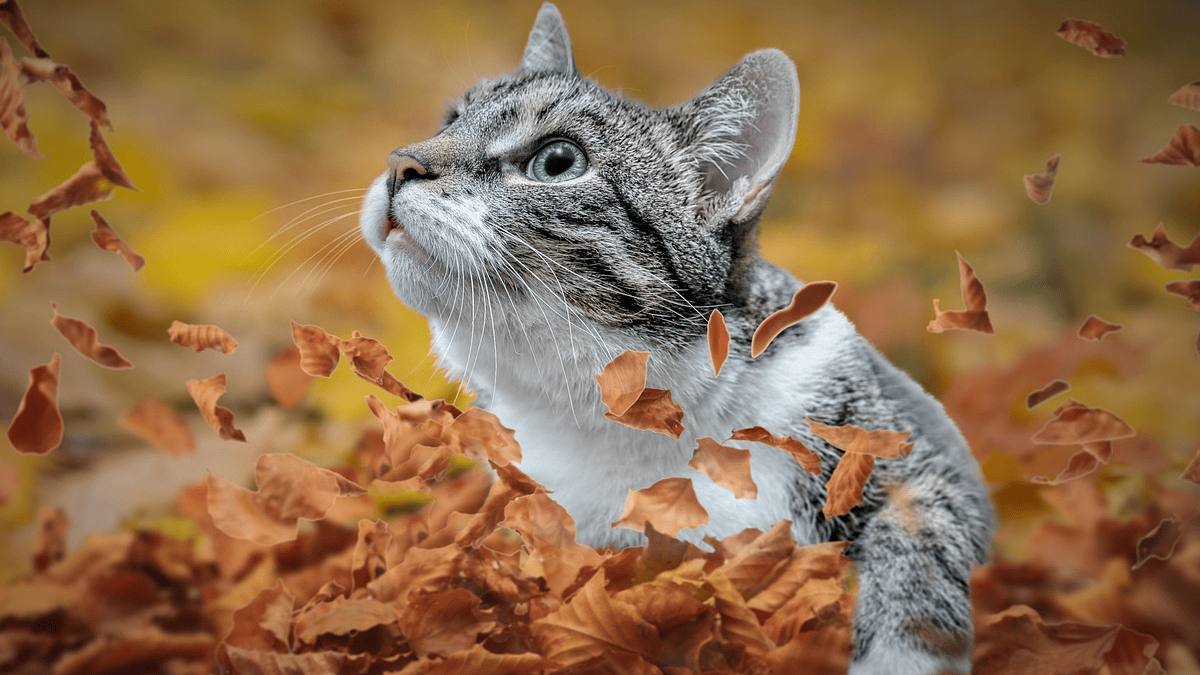 7 signs your cat secretly doesn't like you (and you're ignoring them)