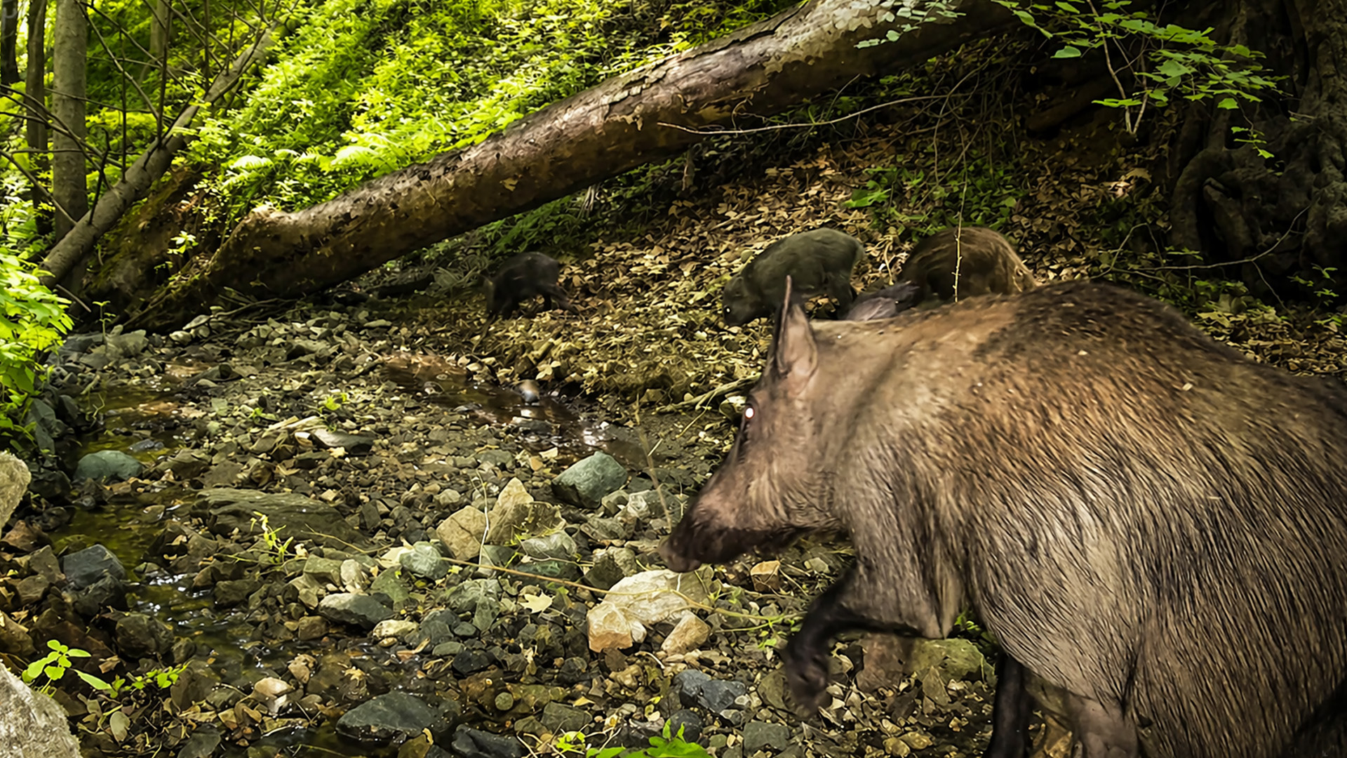 Camera trap captures a wild boar family by the stream