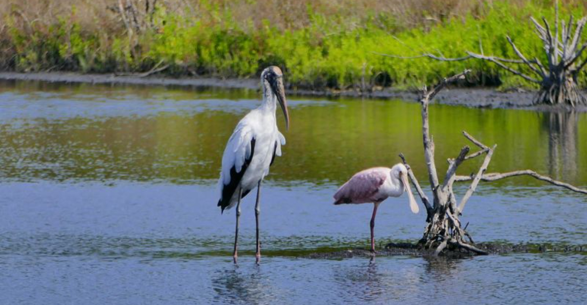 12 best places to see wildlife in Florida (up close!)