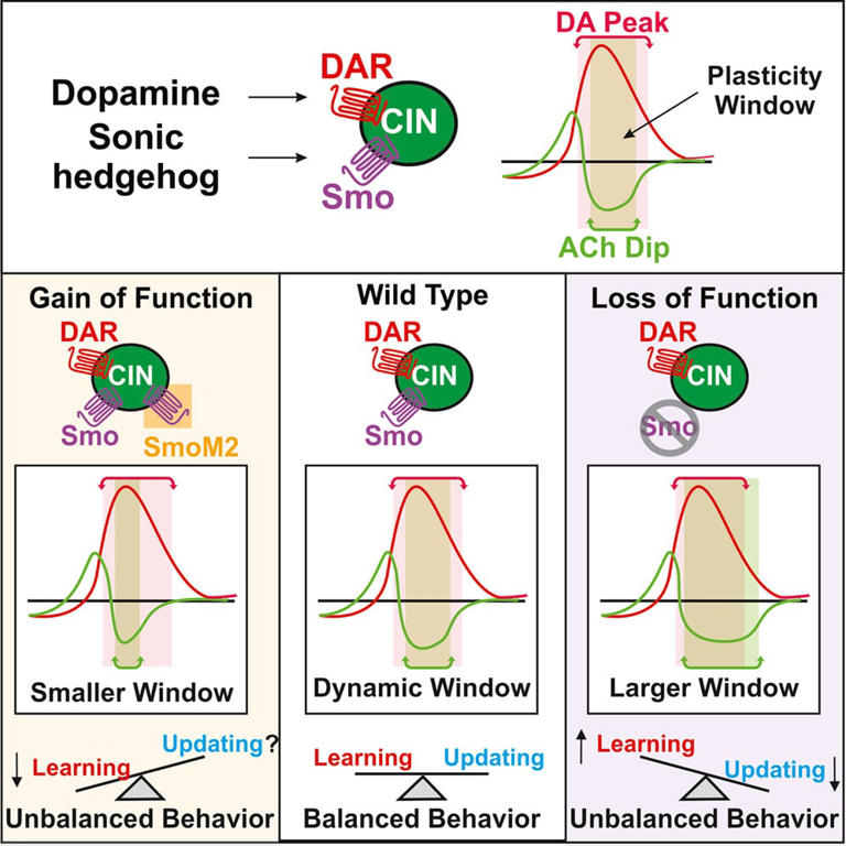 Scientists discovered the brain’s “hidden regulator”, and it controls ...