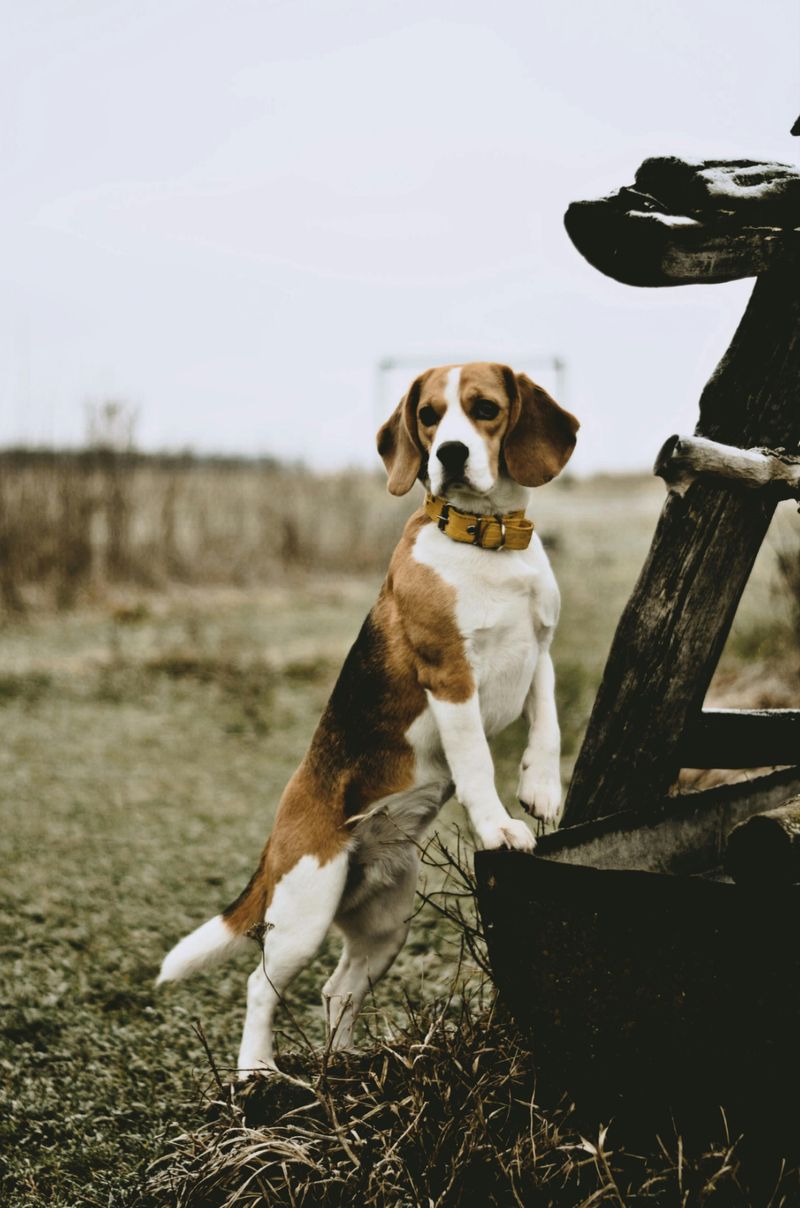 15 tri-colored dog breeds that stand out beautifully