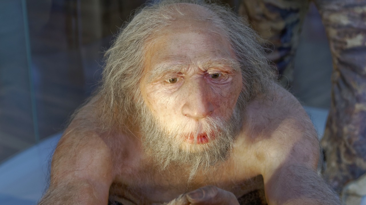 Study suggests low genetic diversity helped drive Neanderthal decline