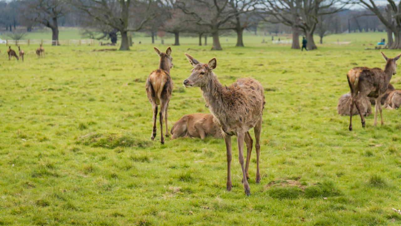 Over a third of land animal habitats face multi-climate threats by 2085