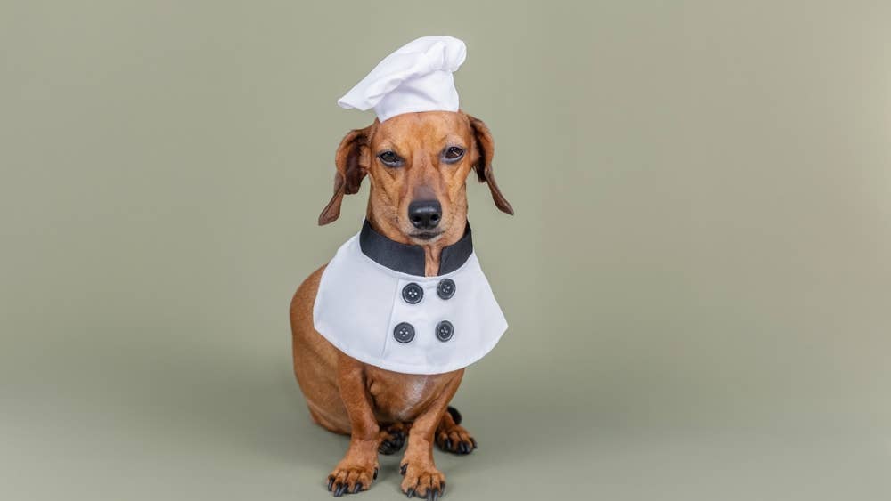Dachshund watches a baking show—then the cutest chaos started