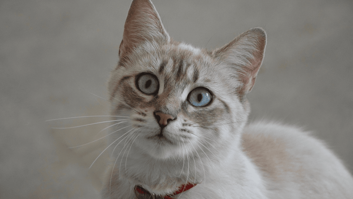 How your cat decides who their favorite human is