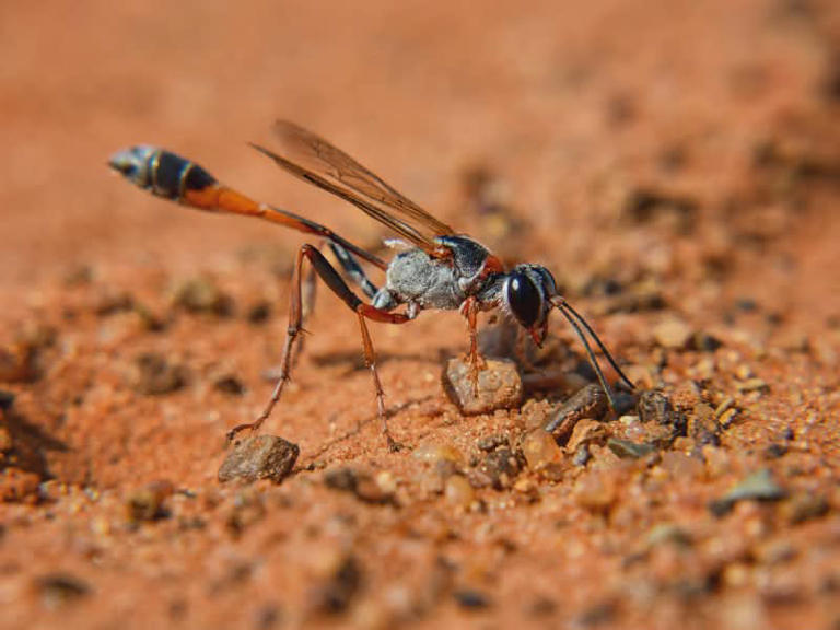 How to get rid of bugs in your vegetable garden naturally