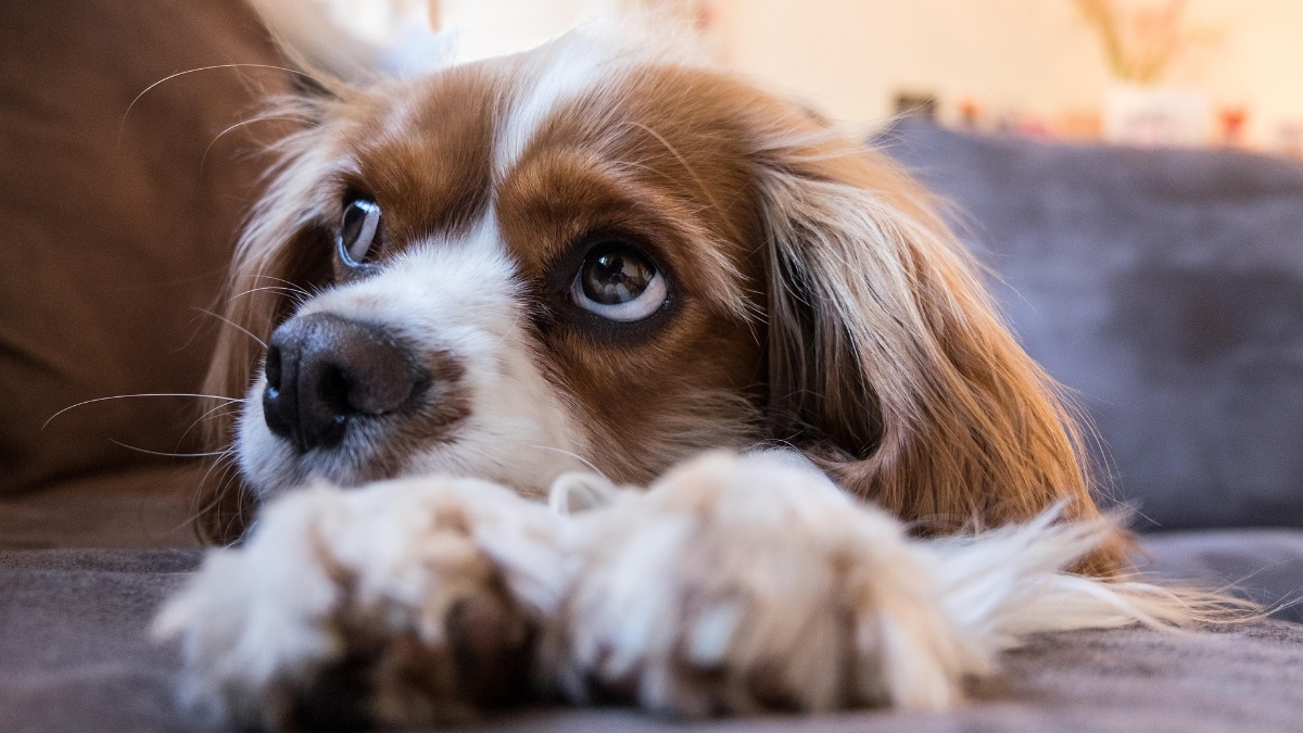 If your dog seems sad, these 7 mistakes might be the reason