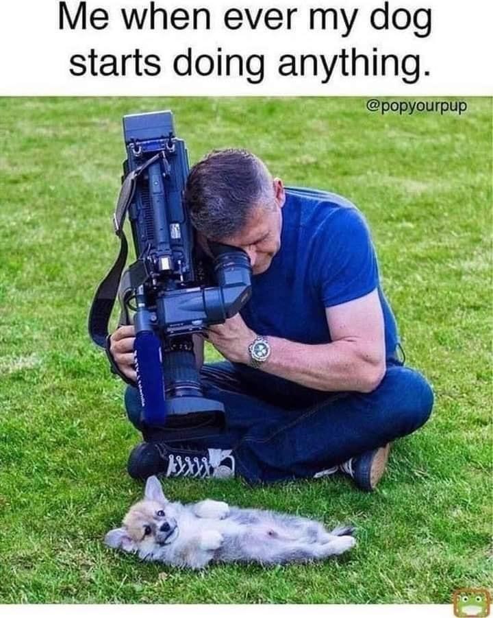 A delightful dash of doggo memes to download dopamine directly to your ...