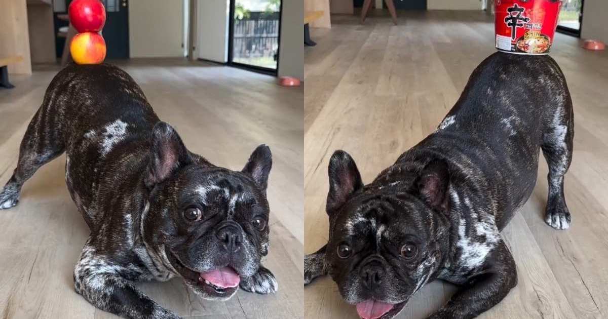 Dog wows internet with his amazing balancing skill