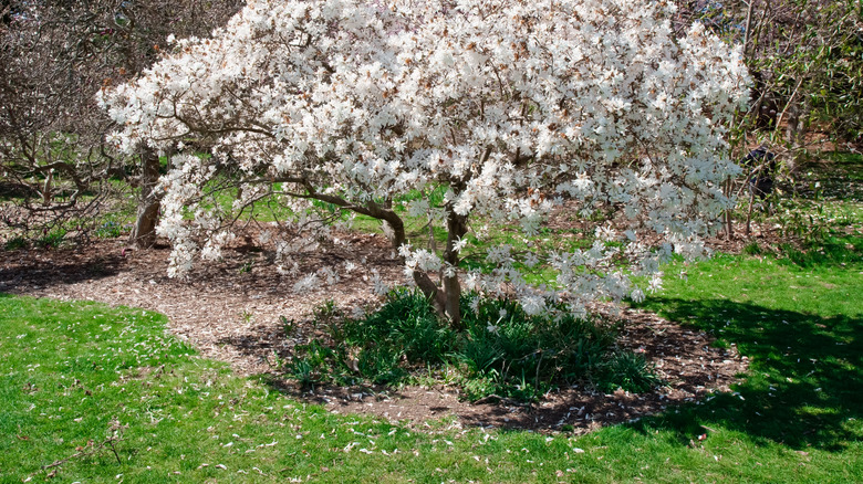 15 small trees that love full sun