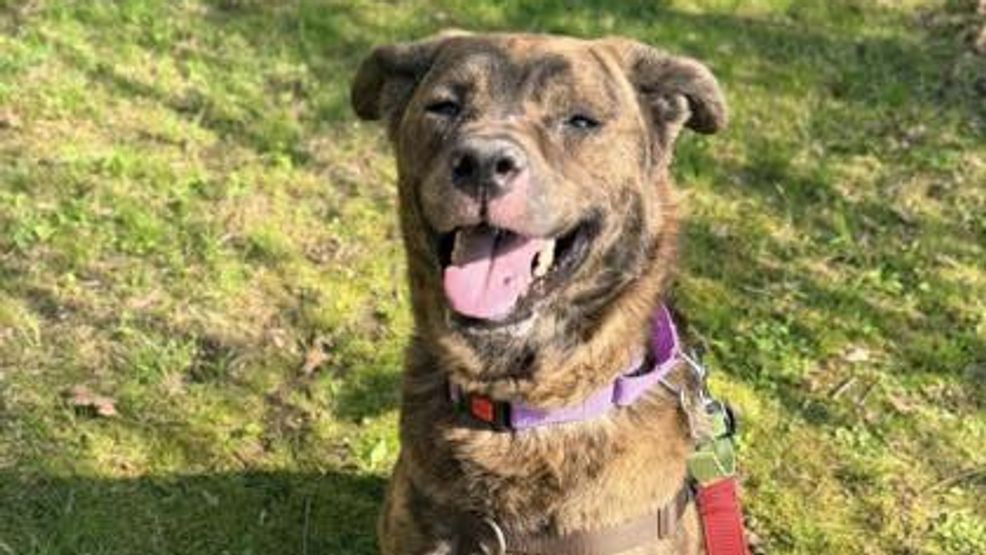 Pennsylvania animal rescue holds pop-up adoption event after taking in ...