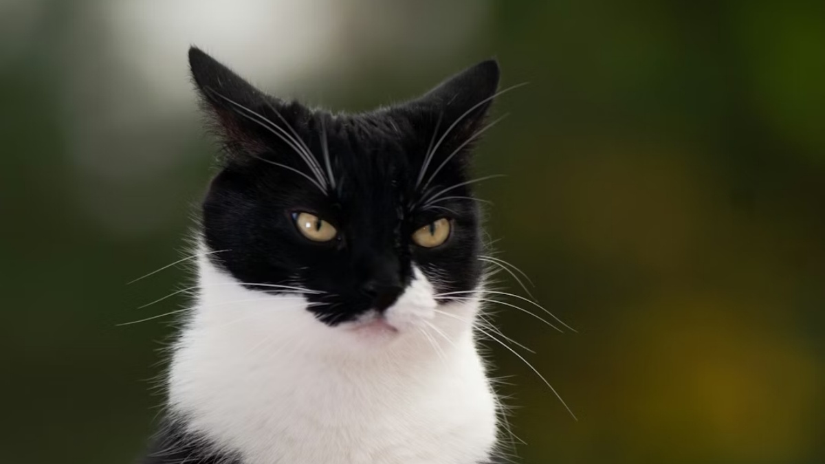 8 silent signs your cat is upset or jealous