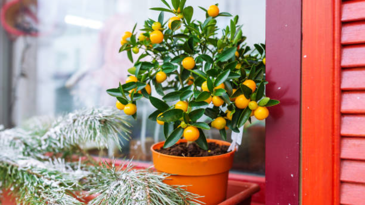 How to grow lemons at home: 5 secrets gardeners swear by