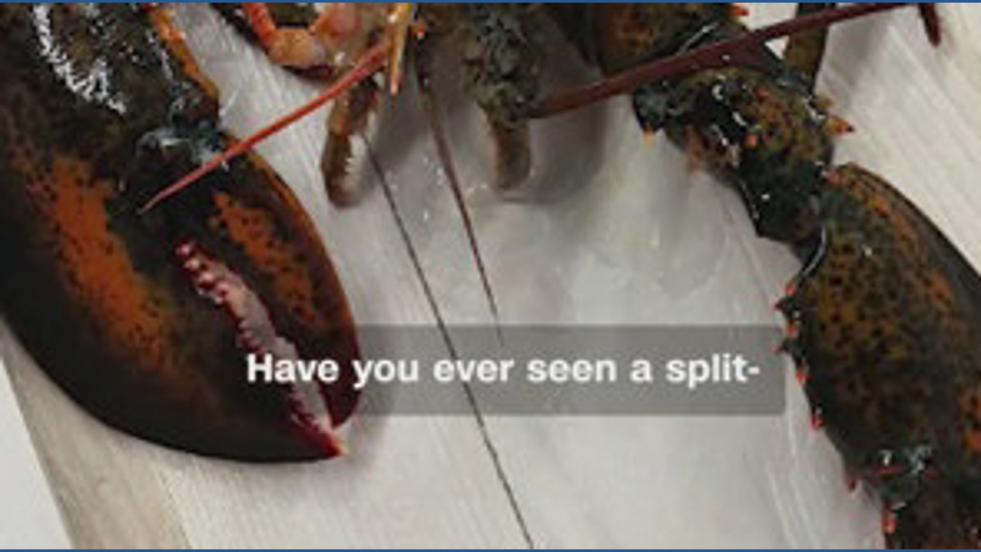 Ultra-rare 'half n' half' lobster caught