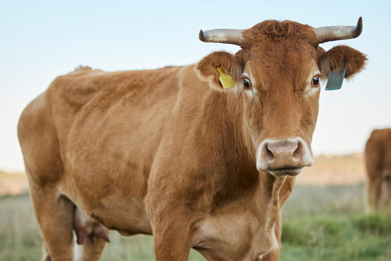 12 American foods that are banned in other countries (and the ...